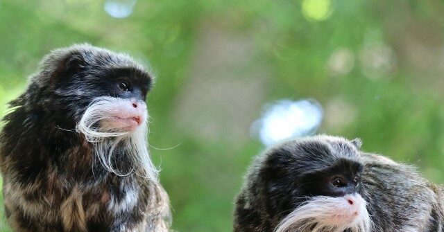 Dallas Zoo’s Missing Monkeys Found in Abandoned House