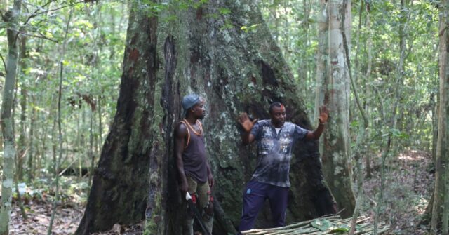 Gabonese village fights to save forest from logging - Breitbart