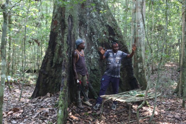 Gabonese village fights to save forest from logging - Breitbart