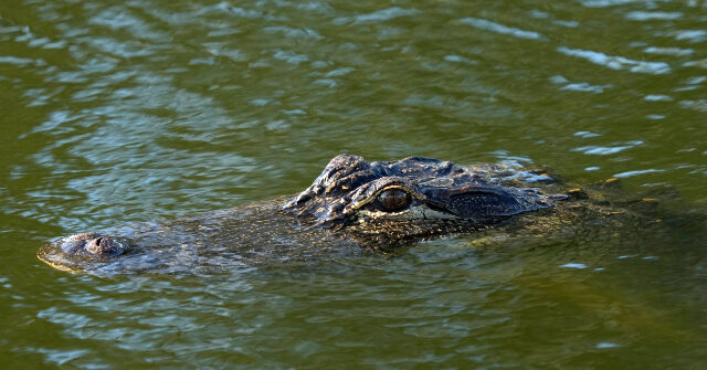 VIDEO - Homeowner Spots 11 Foot Alligator in Pool: 'Florida Living'