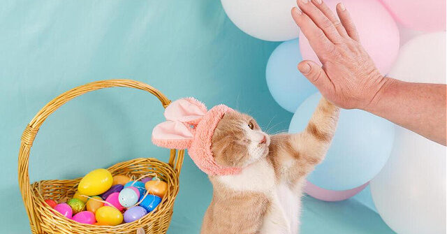 Idaho Cat with One Eye Wins 'Cadbury Bunny' Contest for Rescue Animals