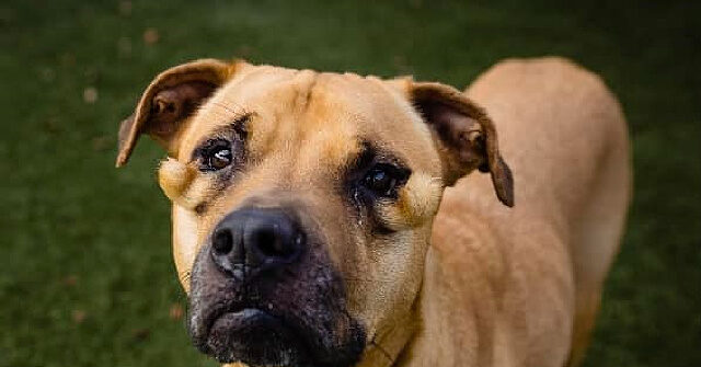 'Ugly' Florida Rescue Dog Has Eye Deformities Removed, Finds
