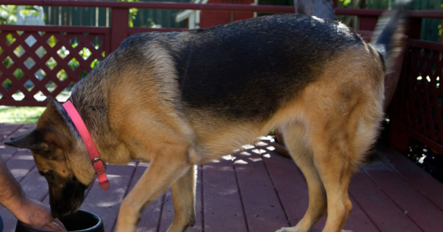 MS Woman Accused of 'Unnatural Intercourse' with German Shepherd