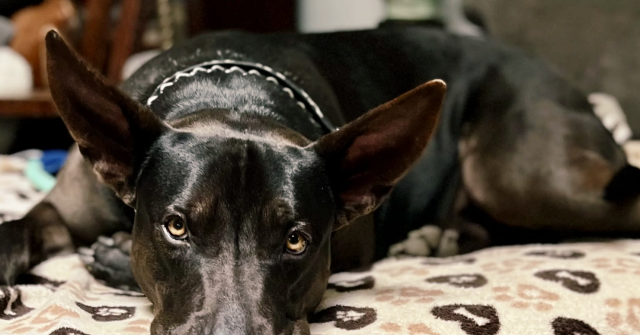 Bruce the Dog Adopted After Spending 423 Days in Shelter: 'He's a Good Boy'