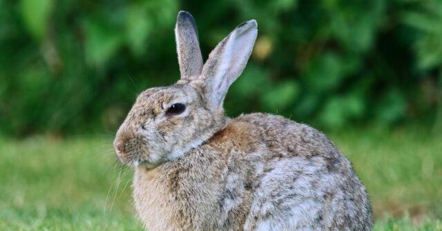 WATCH: 'Docile and Friendly' Rabbit Joins Police Force