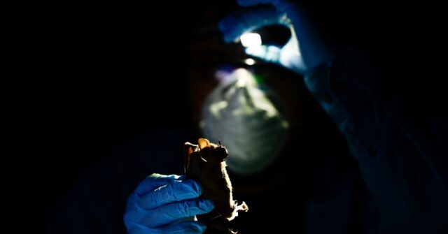 In Mexican jungle, scientists prepare for future pandemics - Breitbart