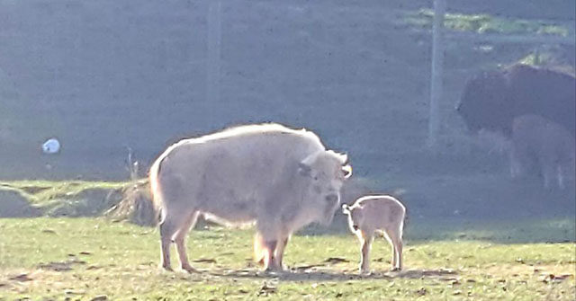 PHOTO: Rare White Bison Born at State Park in Wyoming Thrills Public