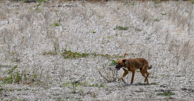 World should prepare for El Nino, new record temperatures: UN - Breitbart
