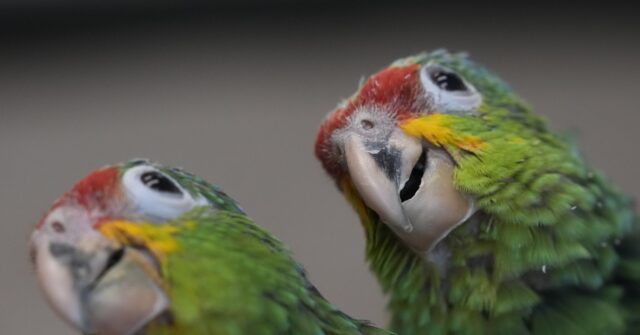Chirping sounds lead airport officials to bag filled with smuggled ...