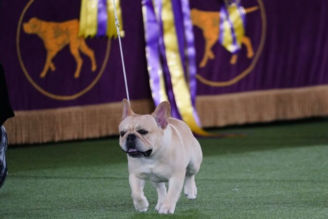 The Frenchie becomes a favorite — and a dog-show contender - Breitbart