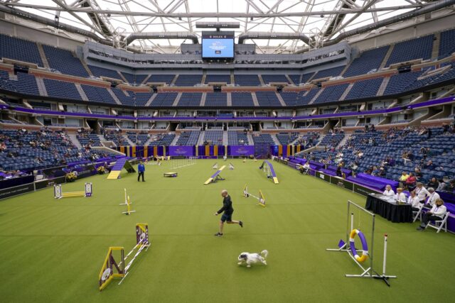 Tennis, or terriers? US Open's home hosts famed dog show - Breitbart