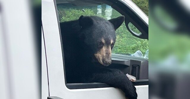 WATCH — Bear Climbs into Work Truck to Snag Lunch: 'Best Employee'