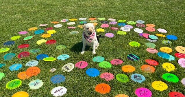 PHOTO: 'Incredibly Smart' Dog Collects 155 Lost Frisbees for Good Cause
