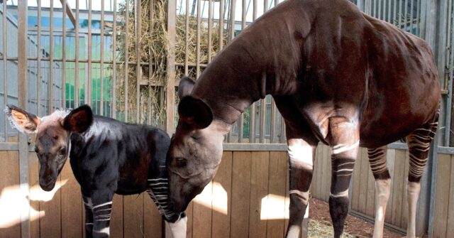 Clash at DR Congo wildlife reserve leaves ranger dead - Breitbart