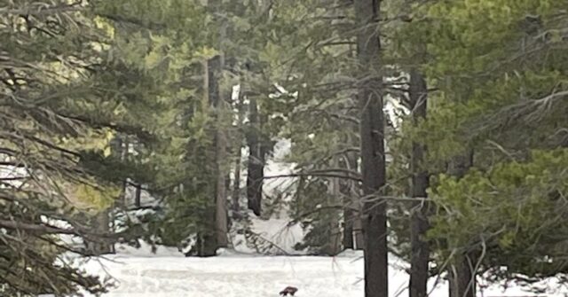 Young, wild and free: Wolverine spotted in California for only second ...