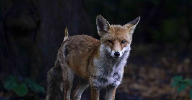 WATCH: Fox Spotted Near Jerusalem's Temple Mount Sparks Talk of Ancient ...