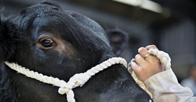 That's a Lot of Bull: Aussie Cattle Breeders Set New Record