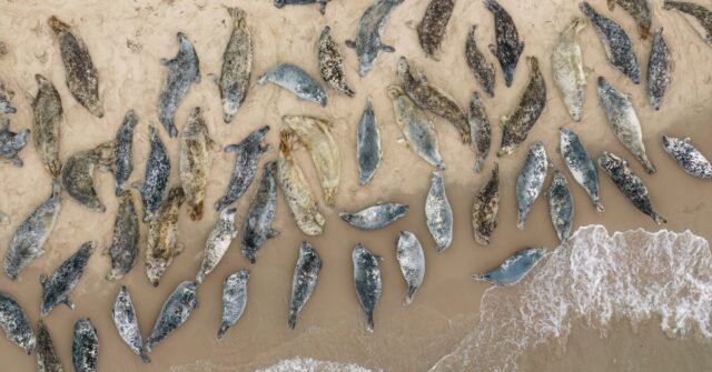 In Quebec, seal hunters want public to see practice in new light ...