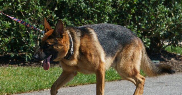 Commander in teeth: Biden dog nips another Secret Service agent - Breitbart