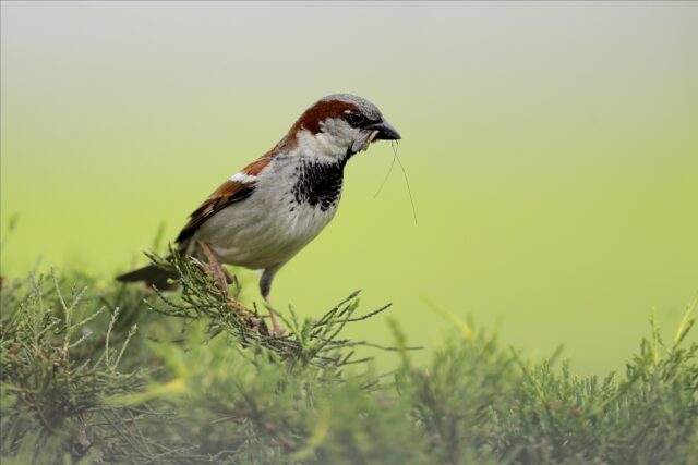 Birds nesting in agricultural lands more vulnerable to extreme heat ...