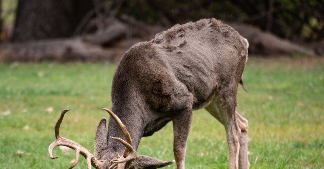 Colorado Woman Suffers 'Significant' Wounds in Deer Attack