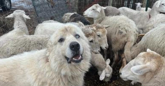 'We Are Proud': GA Dog Who Battled Coyotes Wins 'People's Choice Pup'