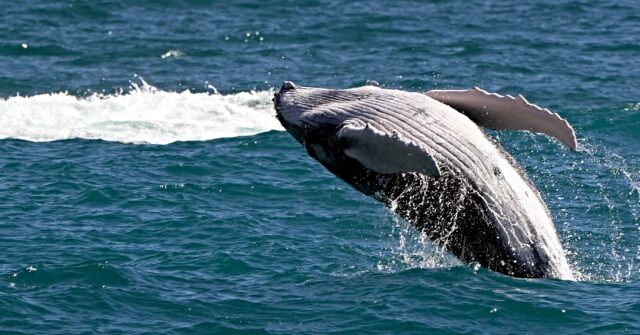 Indigenous Leaders Sign Treaty Granting Whales Legal Personhood