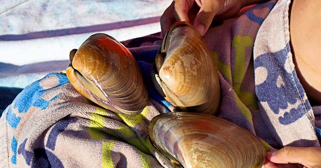 VIDEO: California Woman Fined $88K After Children Pick Up Clams