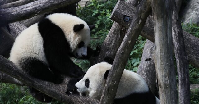 Panda diplomacy is back: China sending two bears to Washington - Breitbart