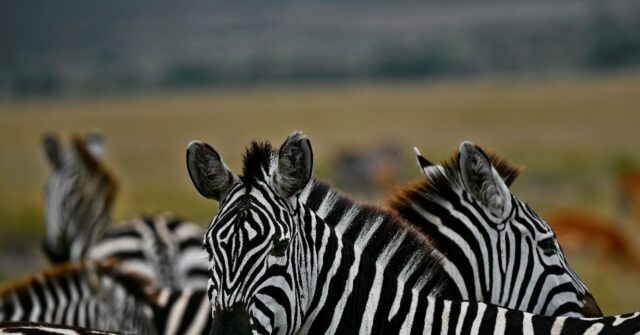 Striped, not spotted: Missing zebra on the lam in western US - Breitbart