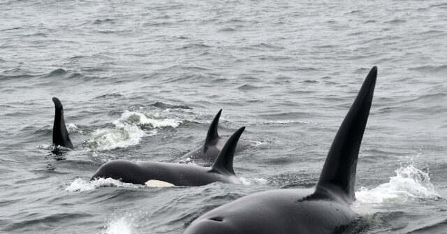 Killer Whales Sink Yacht in the Mediterranean Sea After 'Terrifying ...