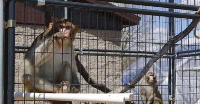 Monkeys that escaped a lab are a species used for human research since ...
