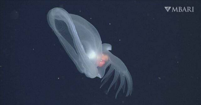 California researchers discover mysterious, gelatinous new sea slug ...