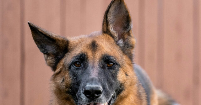 WATCH: Missing Dog Returns Home, Rings Doorbell on Christmas Eve