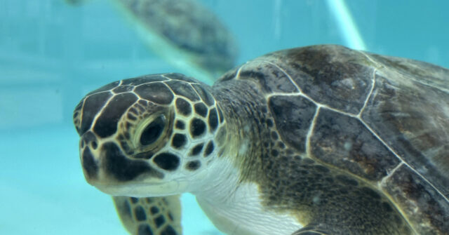 Cold-stunned green sea turtles are recovering at a Florida marine life ...