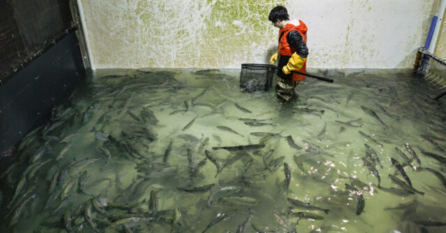 A food bank netted a huge haul of 13,000 fresh salmon. The catch? The ...