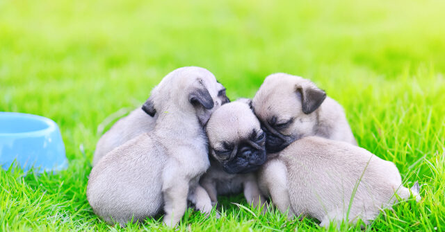 PHOTOS: Homeless Person Helps Rescue Abandoned Pug Puppies in CA