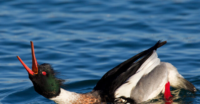 Hundreds of Ducks Found Dead or Sick of Suspected Bird Flu in Chicago