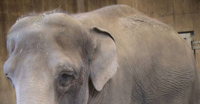 The Oregon Zoo welcomes a new baby elephant - Breitbart
