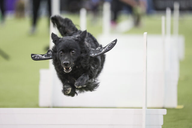 Call it the Dog Bowl. Westminster show's canine athletes get their ...