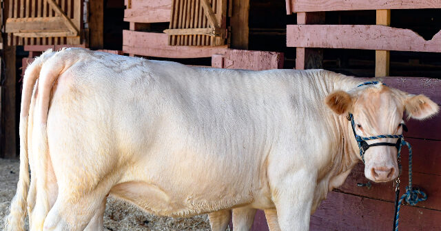 Texas Teens Rake In $1.4M at Houston Junior Market Steer Auction