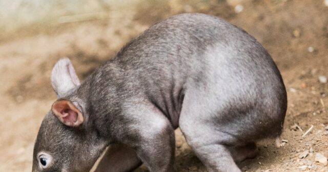 Australia tells US influencer: 'leave baby wombat alone' - Breitbart