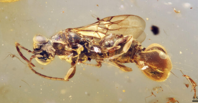 A Venus flytrap wasp? Scientists uncover an ancient insect preserved in ...