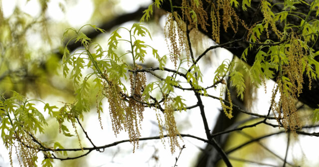 Spring allergies are back. Here's how to check pollen levels and keep ...