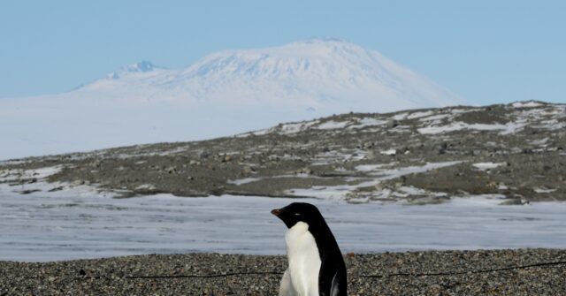 The surprising climate power of penguin poo - Breitbart