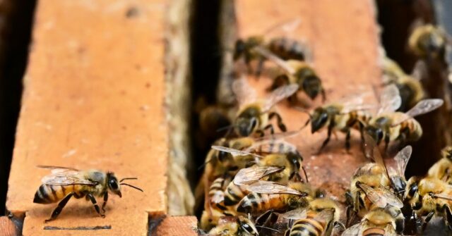 Bee alert: US police warn after 250 million insects escape - Breitbart