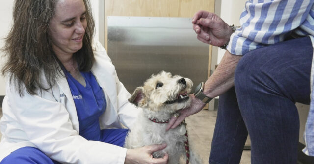 Dogs and cats can also suffer from allergies, but there are ways to ...