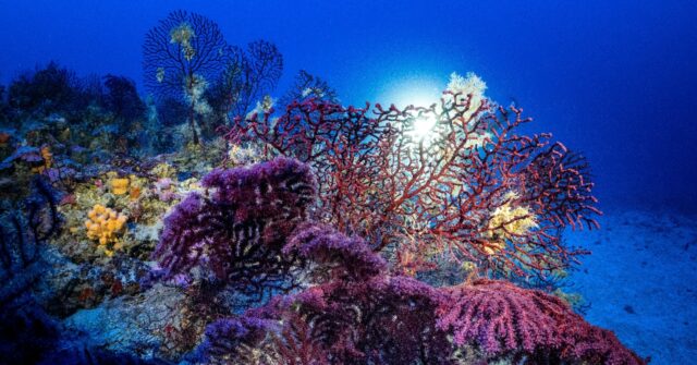 Coral-rich Greek archipelago hopes to gain from trawler ban - Breitbart