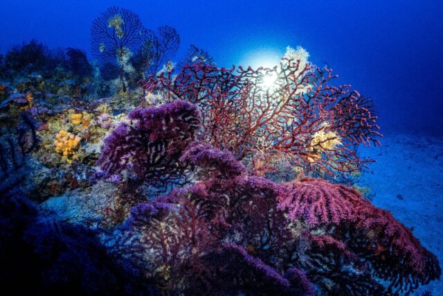 Coral-rich Greek archipelago hopes to gain from trawler ban - Breitbart