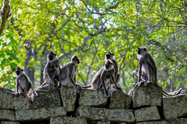 Sri Lanka counts seven million crop-busting monkeys - Breitbart